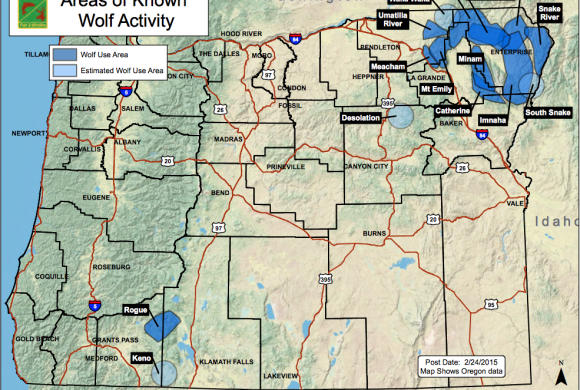 Wolf OR-7 Expedition | Adventure into the remarkable journey of an ...