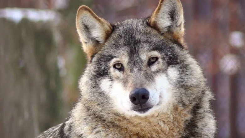 Wolf Or-7 Expedition Trailer | Wolf OR-7 Expedition